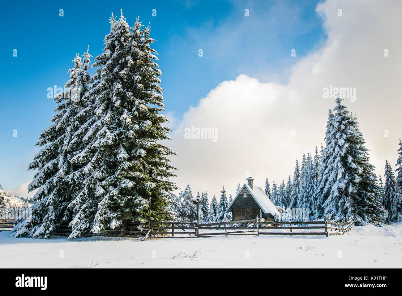 Winter landscape with forest and fresh snow and sun on Bukovik Mt. near ...