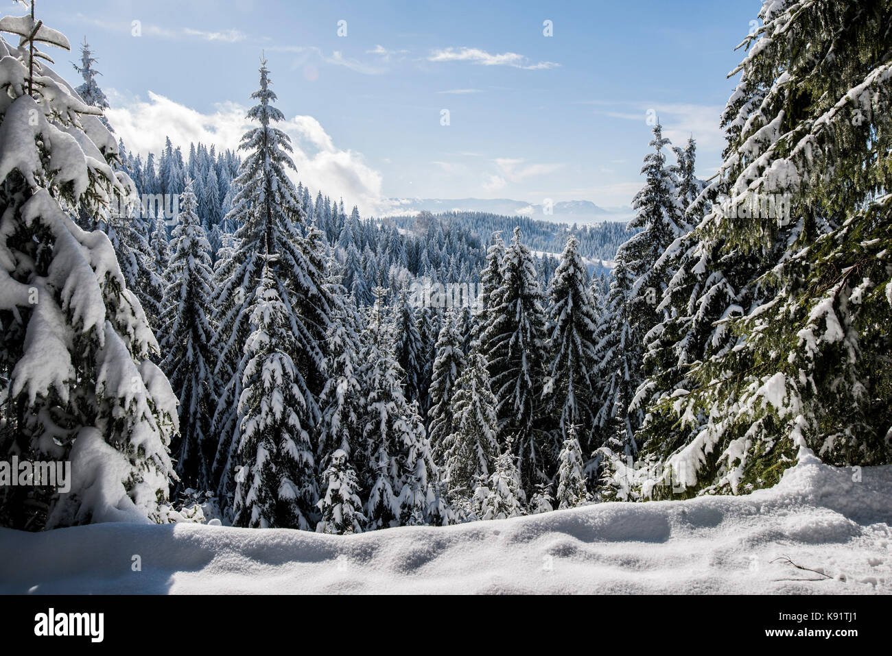 Winter landscape with forest and fresh snow and sun on Bukovik mt near ...