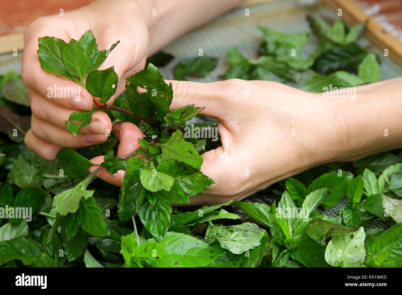 Skilled woman hi-res stock photography and images - Alamy