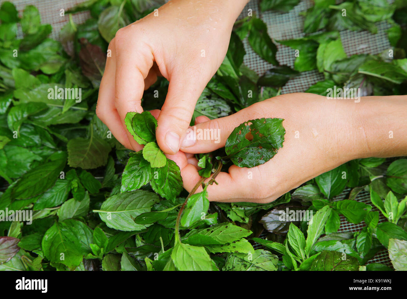 Woman collecting tea leaves hi-res stock photography and images - Alamy