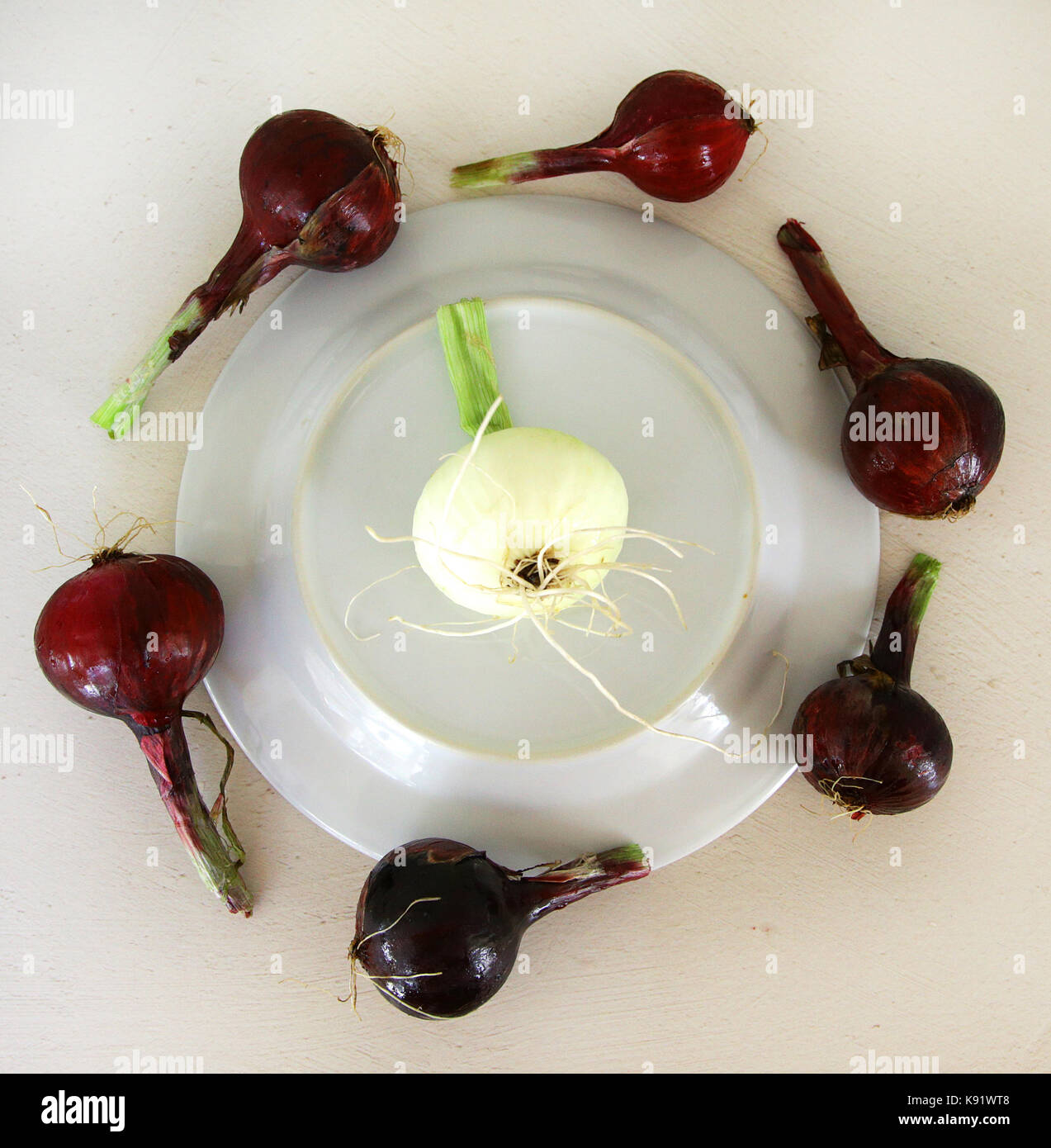 saying no man is an island proverb metaphor with white onion among red ...