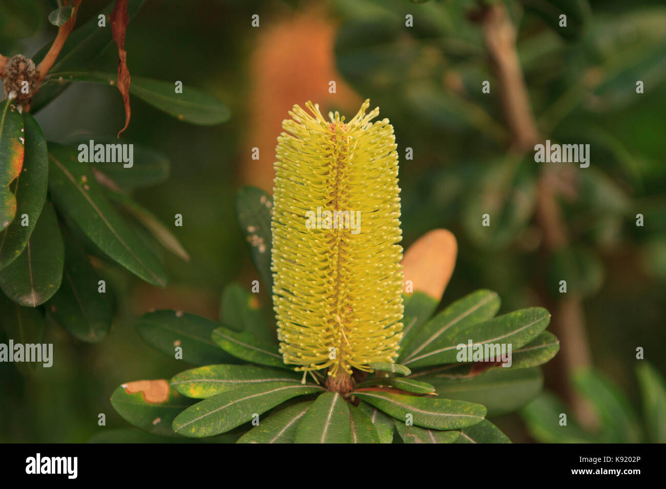 Banksia tree hi-res stock photography and images - Alamy
