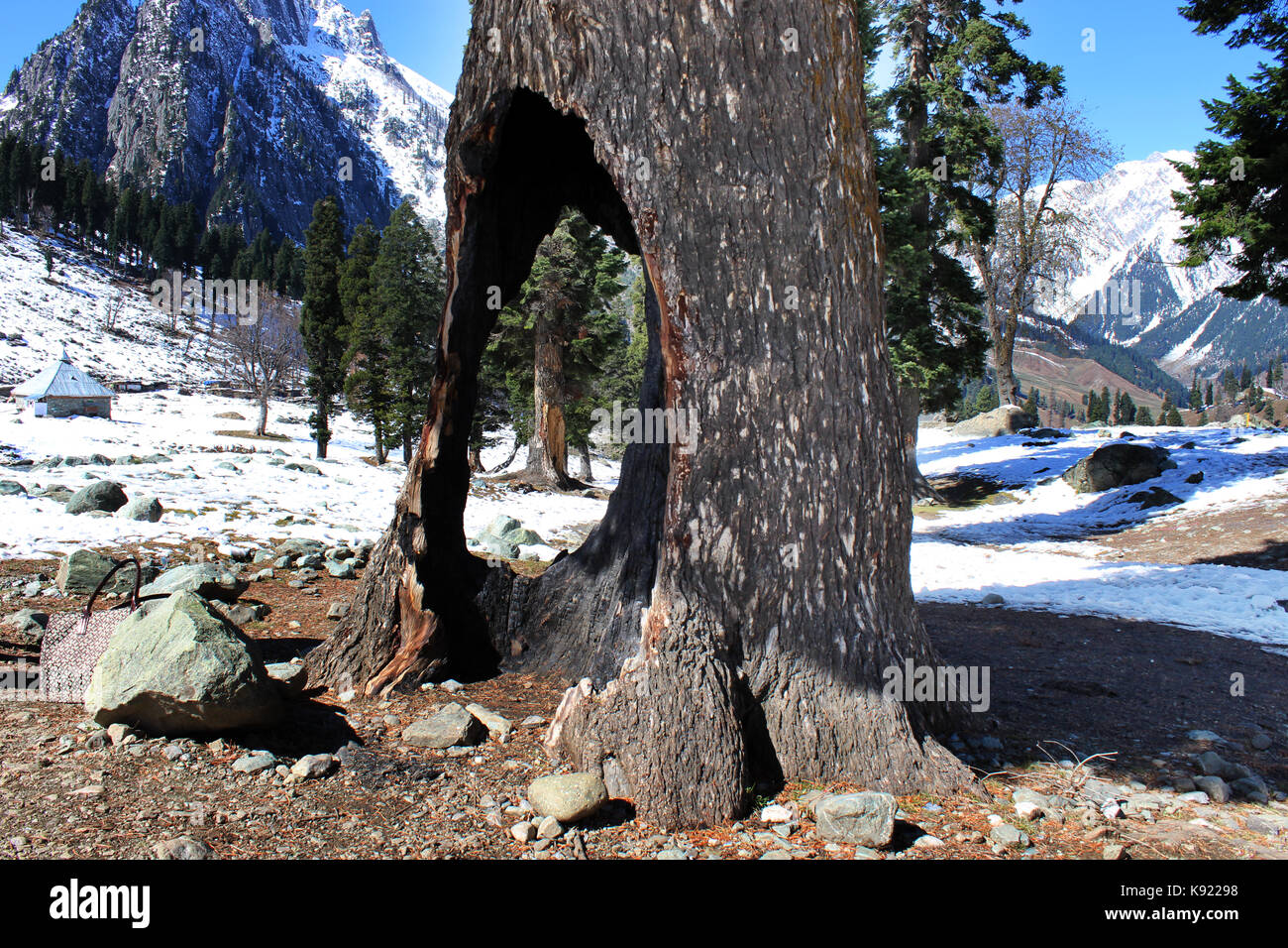 Hollow Tree Stump Stock Photos & Hollow Tree Stump Stock Images - Alamy