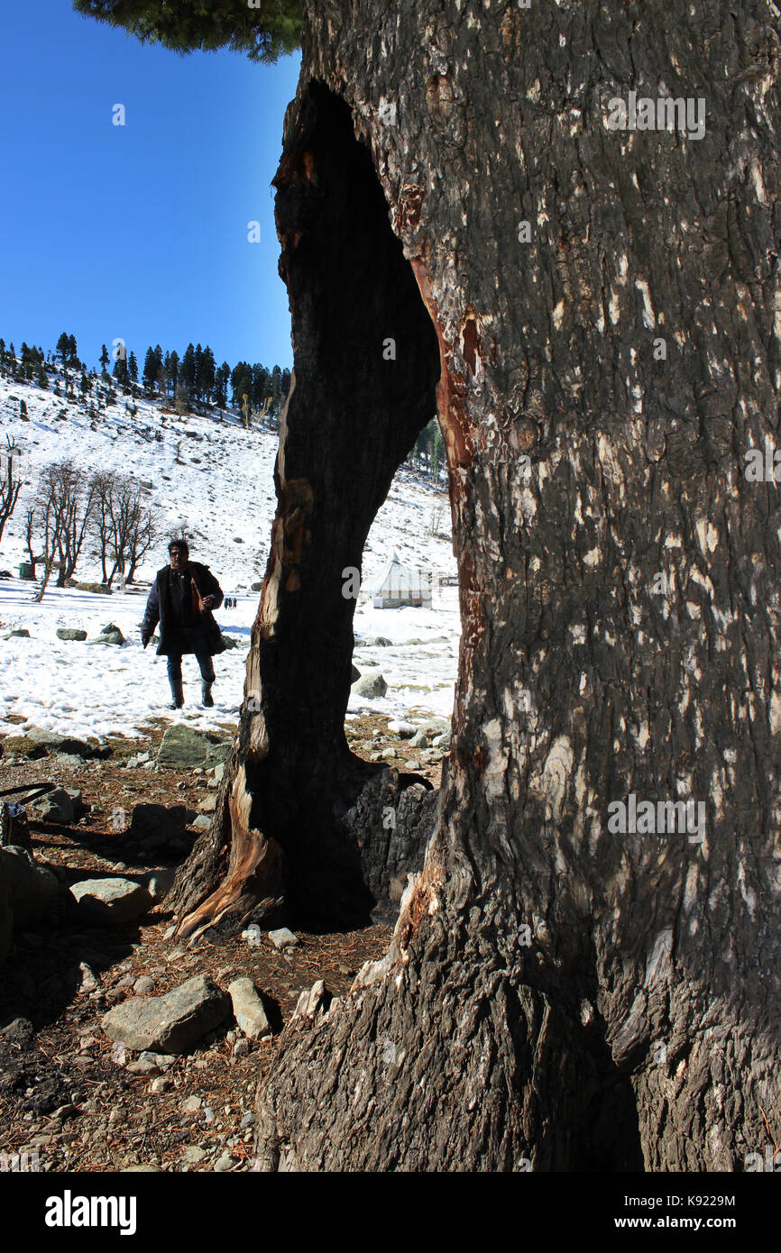 Traveler resting place in the hole of a tree. Hollow Tree. Winter scene ...