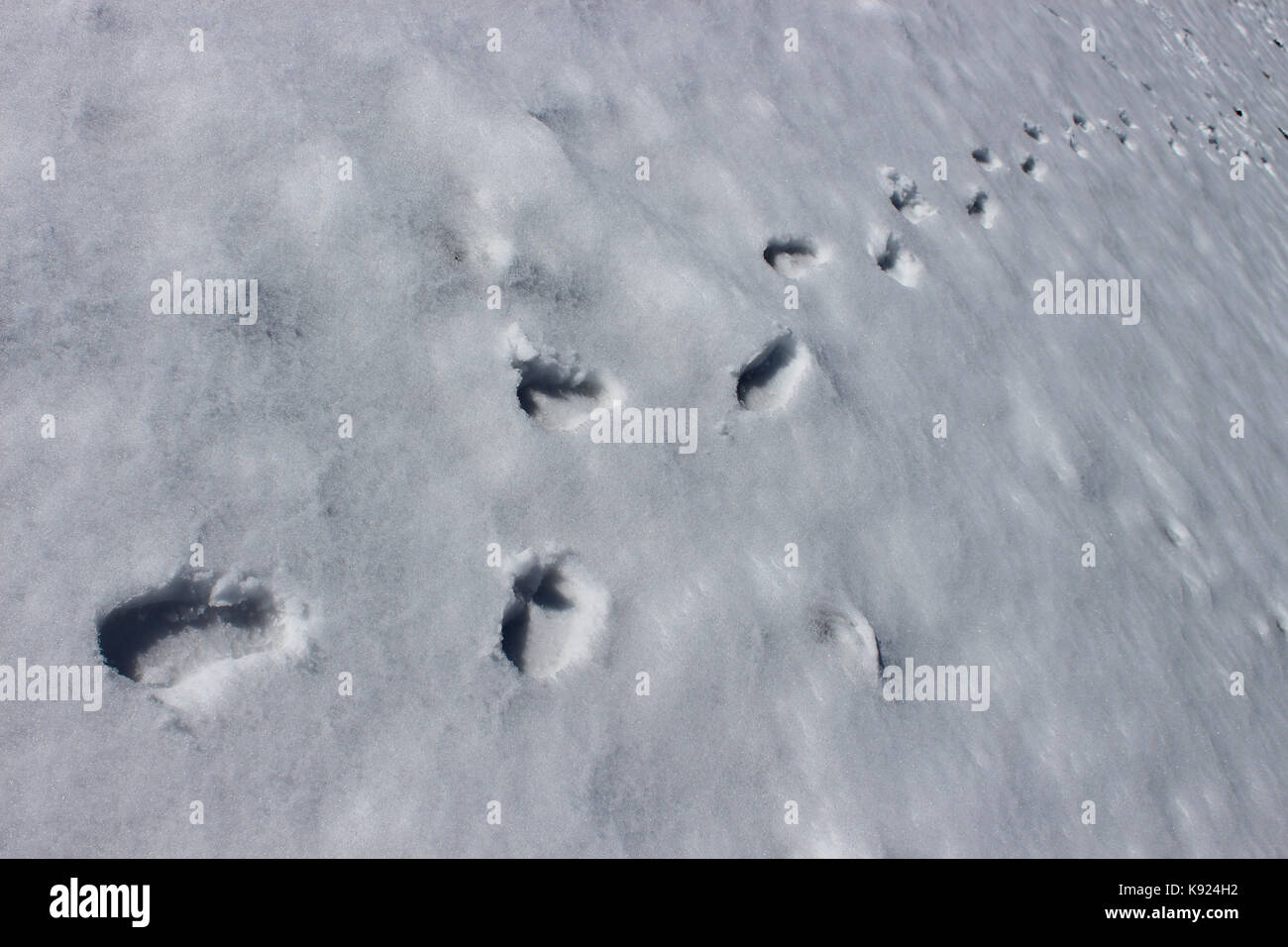 Footprints in the snow background. Abstract pattern background Stock ...
