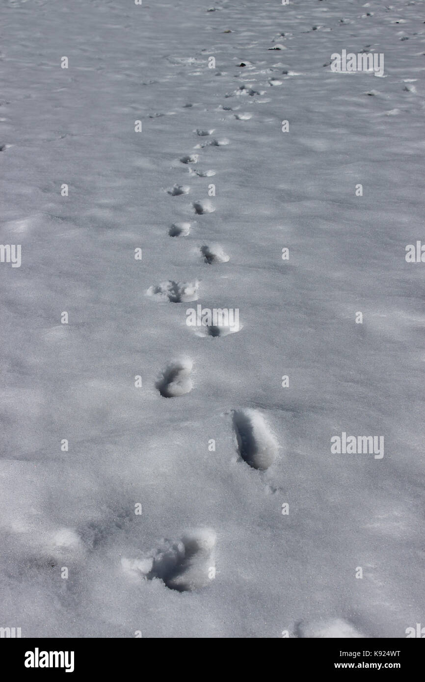 Footprints in the snow background. Abstract pattern background Stock ...