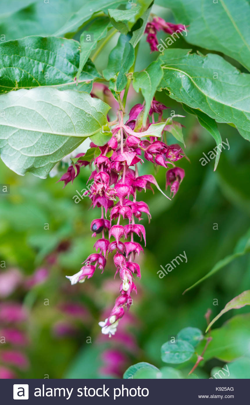 Himalayan Honeysuckle Stock Photos & Himalayan Honeysuckle Stock Images ...