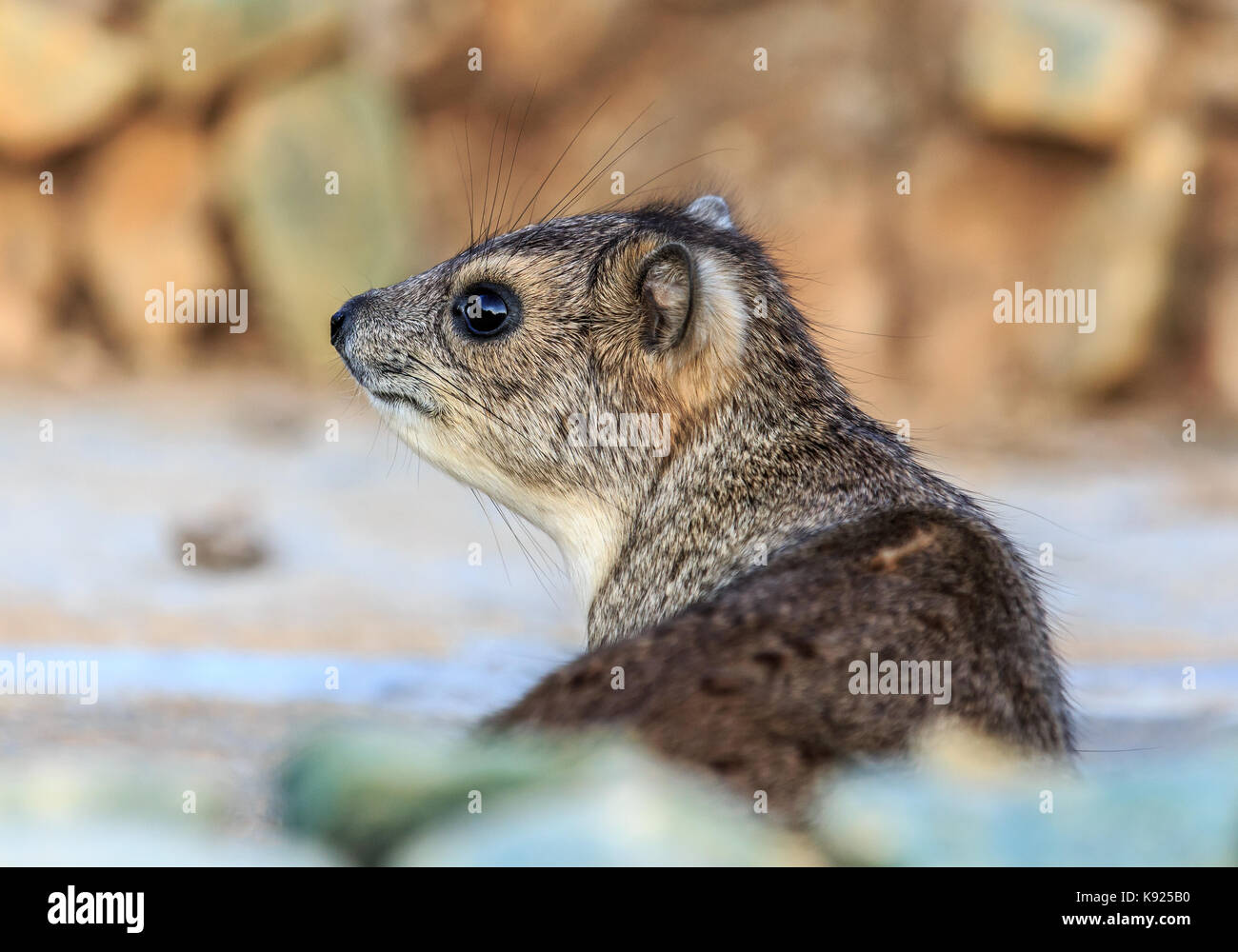 A Portrait of Rock Hyrax Stock Photo - Alamy