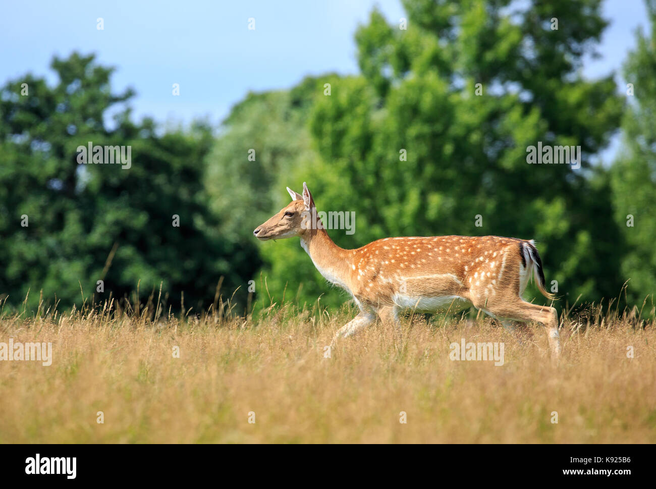 Large deer species hi-res stock photography and images - Alamy