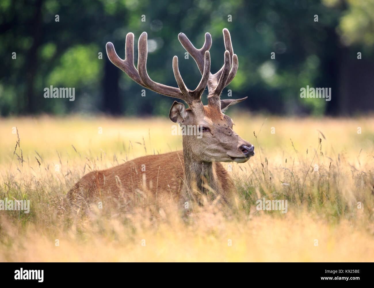 Red deer stag Stock Photo - Alamy