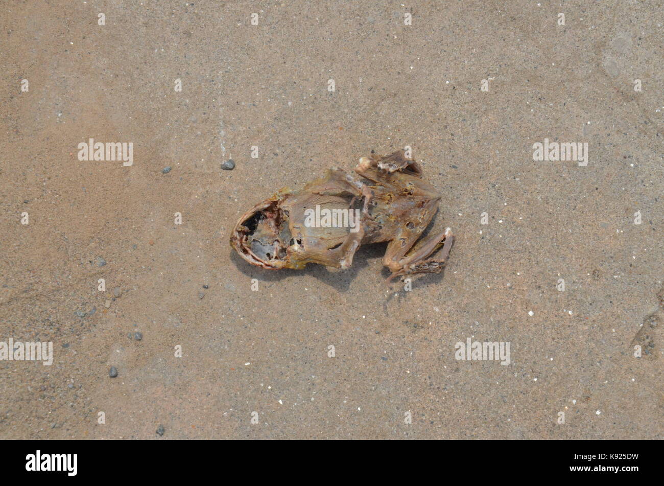 Dead frog hi-res stock photography and images - Alamy