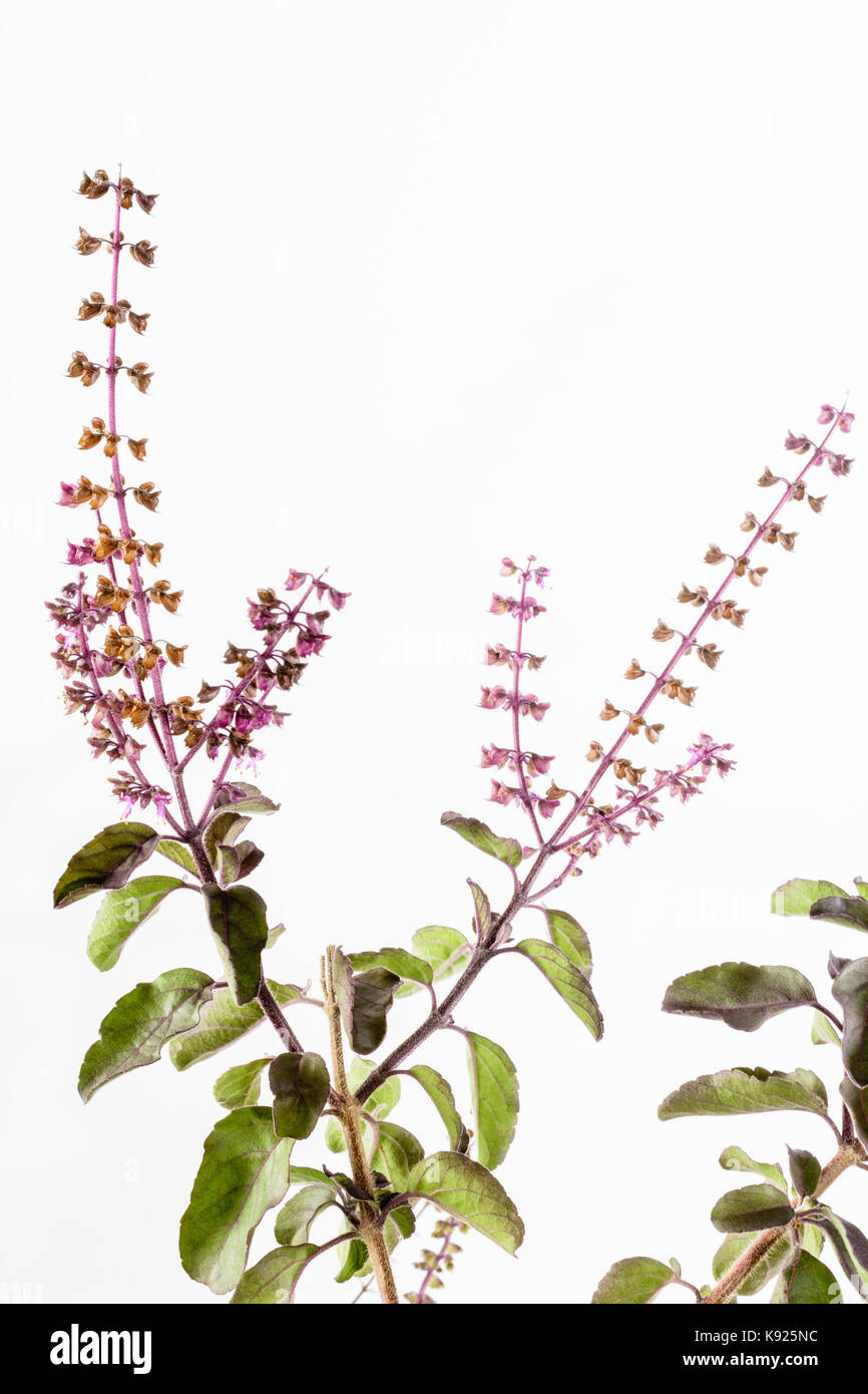 Purple holy basil leaf hi-res stock photography and images - Alamy