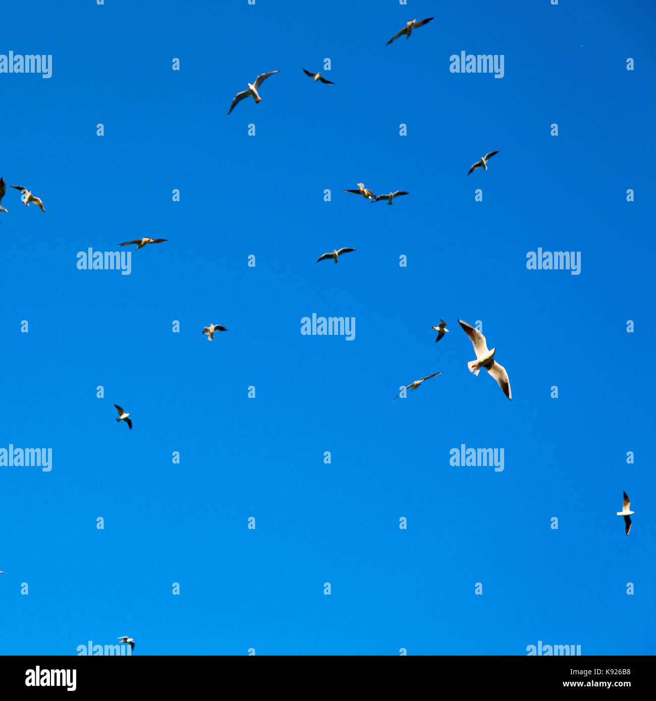 and free group of birds in oman the sky Stock Photo - Alamy