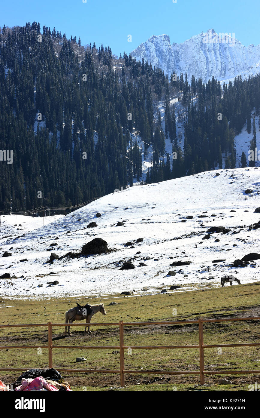 Winter snow mountain valley, Sonmarg in Kashmir, India Stock Photo - Alamy
