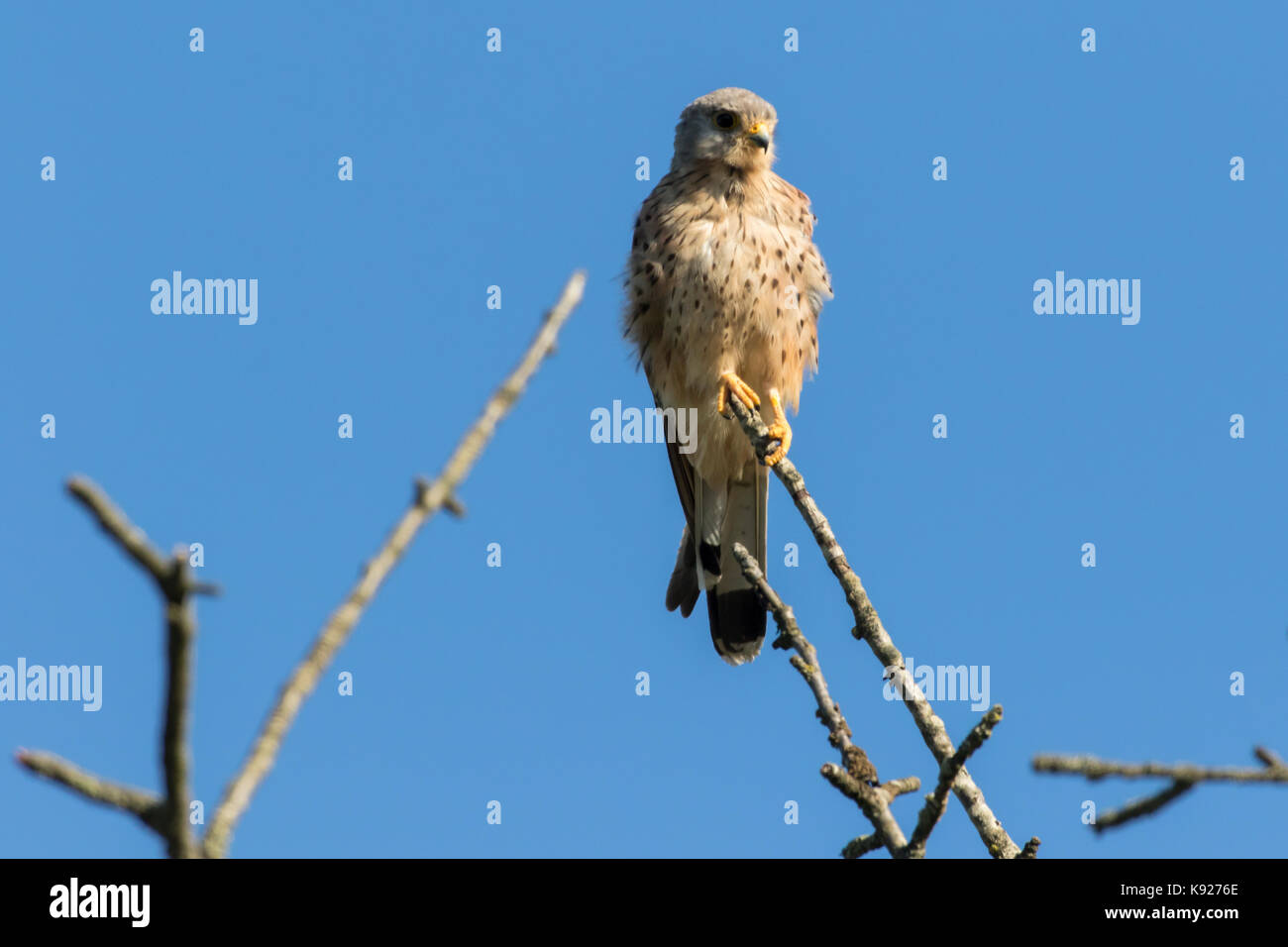 A common krestel is searching for fodder Stock Photo - Alamy