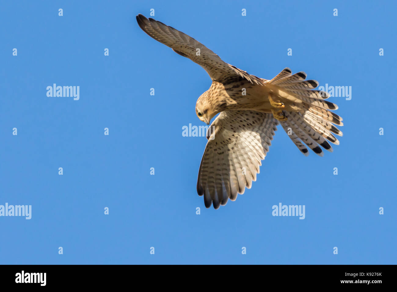 A common krestel is searching for fodder Stock Photo - Alamy