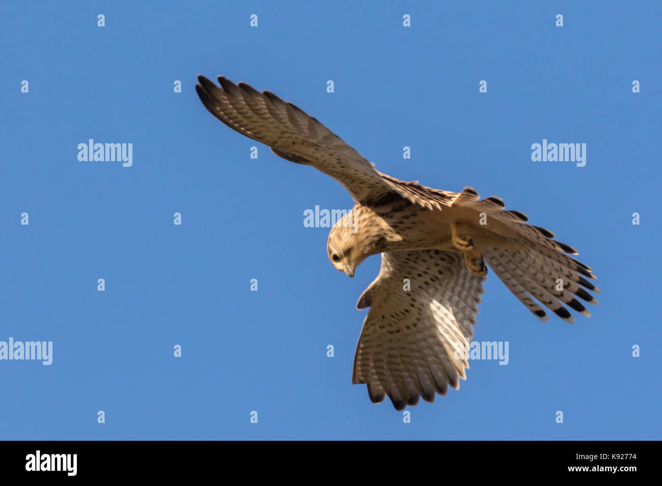 A common krestel is searching for fodder Stock Photo - Alamy