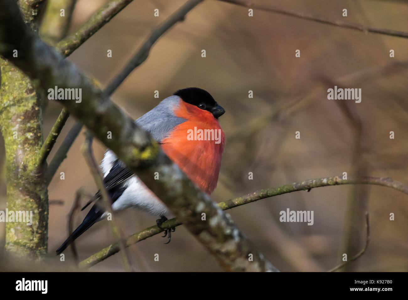 Bullfinch singing hi-res stock photography and images - Alamy