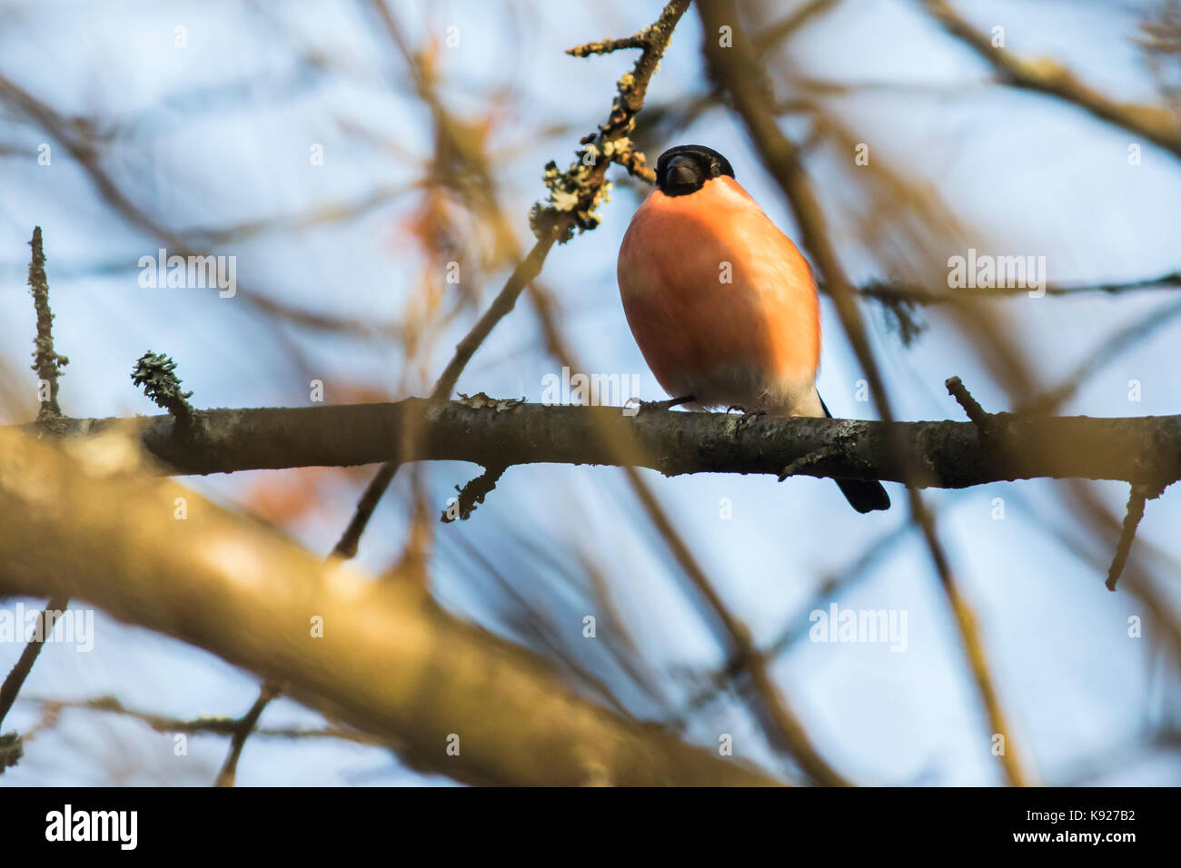 Bullfinch singing hi-res stock photography and images - Alamy