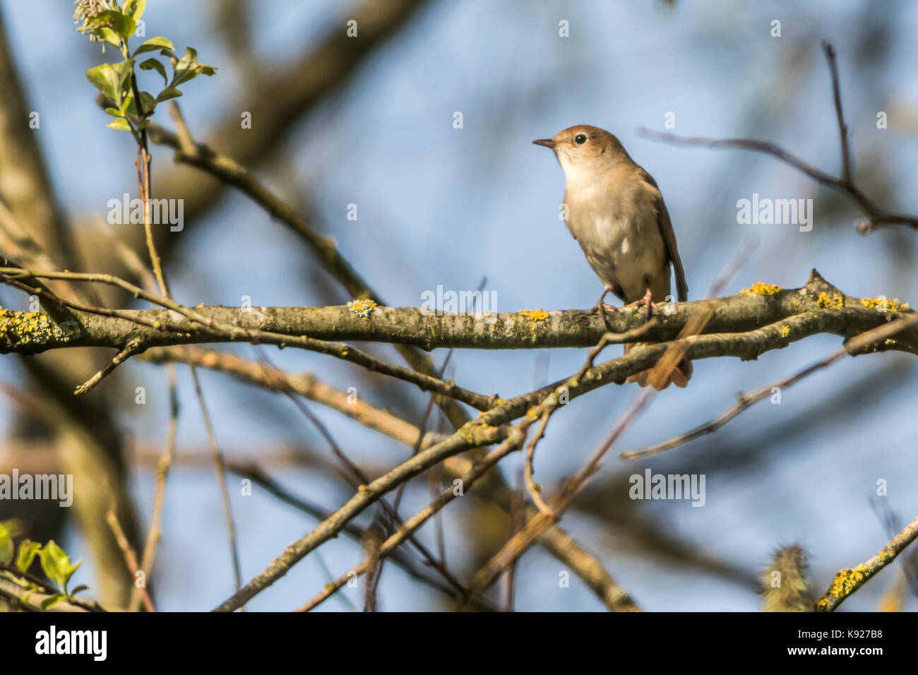A nightingale is sitting on a branch Stock Photo - Alamy