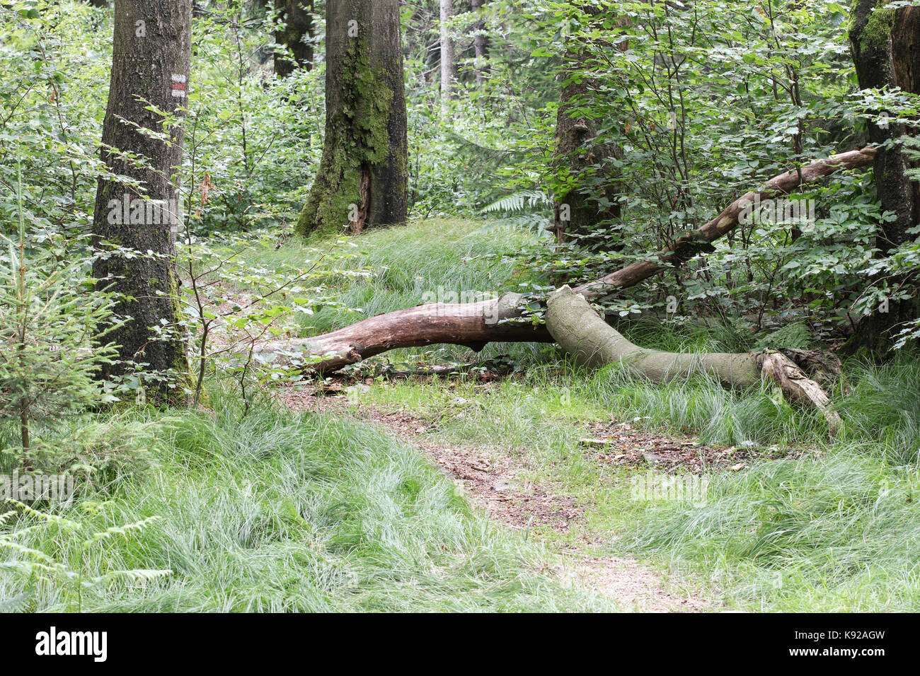Calm day in the beech forest Stock Photo - Alamy