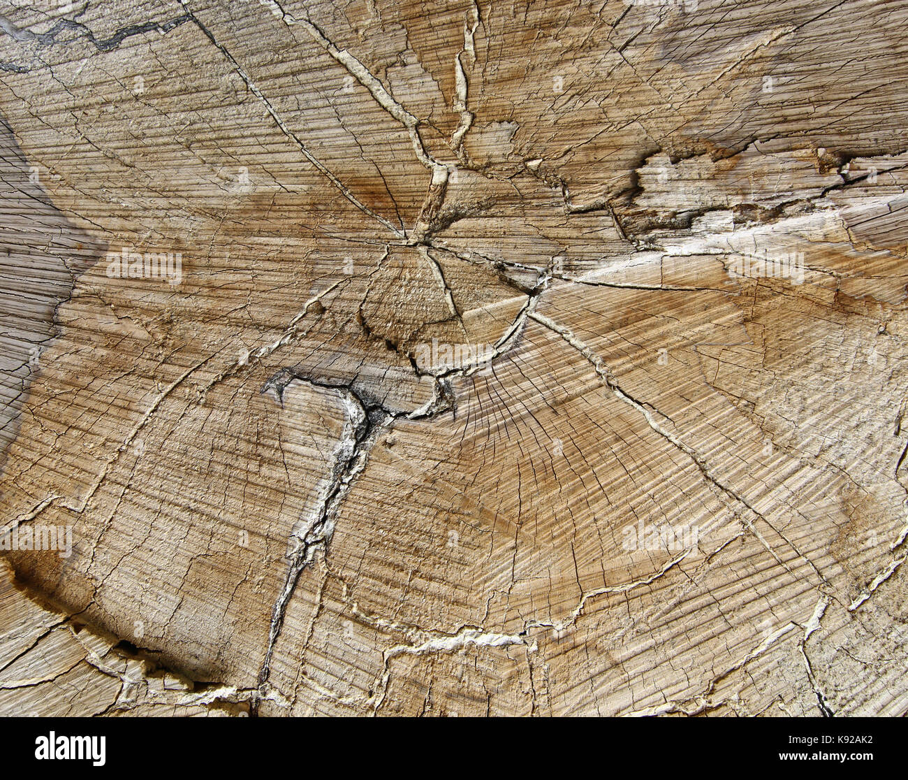 Cut tree trunk - annular rings - wooden texture Stock Photo - Alamy