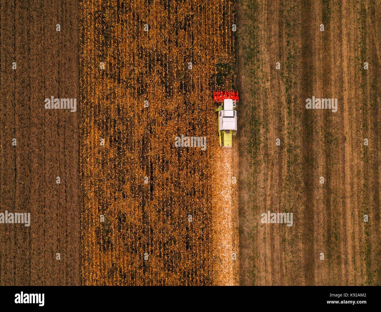 Corn maize harvest, aerial view of combine harvester working on ripe ...