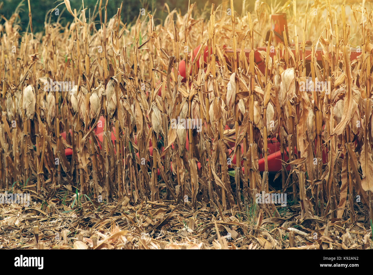 Corn maize harvest, combine harvester working on ripe maize crop field ...