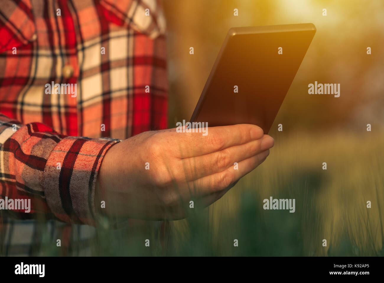 Agronomist using smart phone camera mobile app to photograph crops in ...