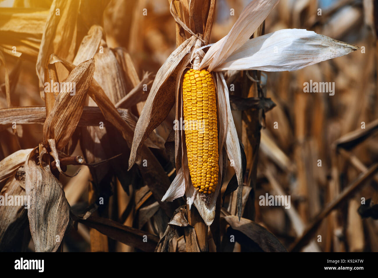 Harvest ready ripe corn maize cob in field, selective focus Stock Photo ...