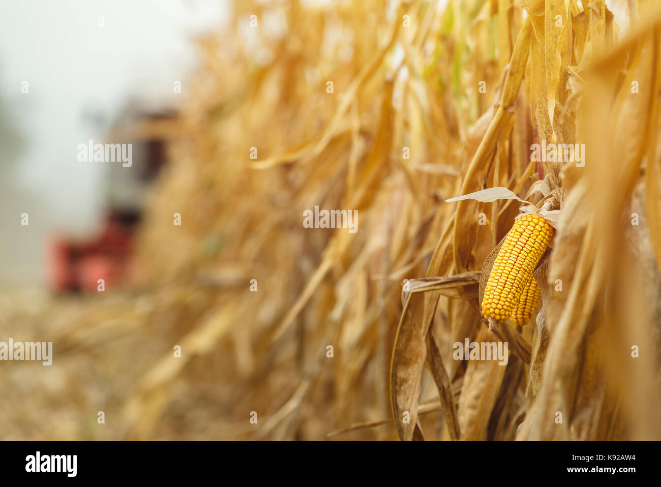 Corn maize harvest, combine harvester working on ripe maize crop field ...