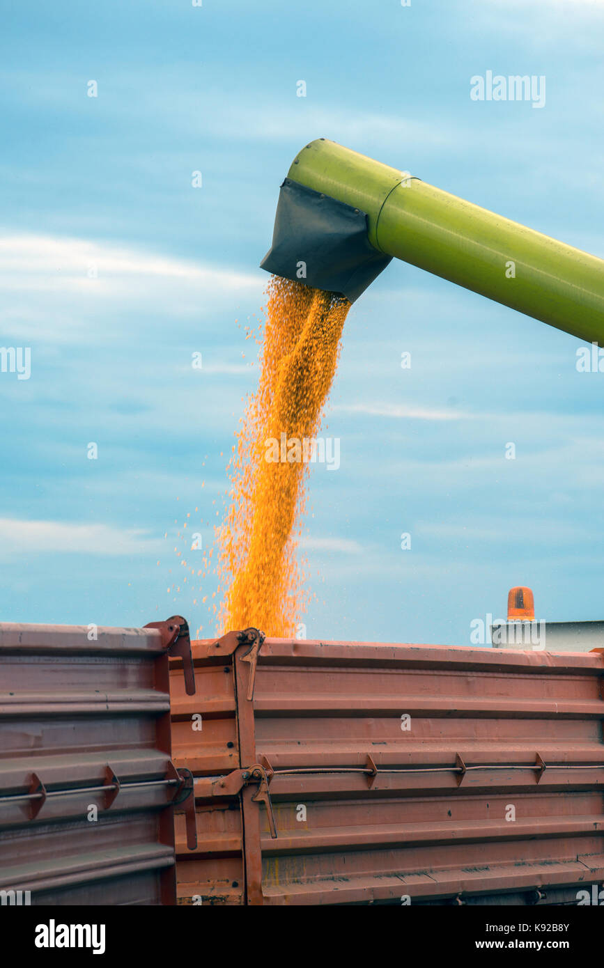 Corn maize harvest, combine harvester unloading grains into tractor ...