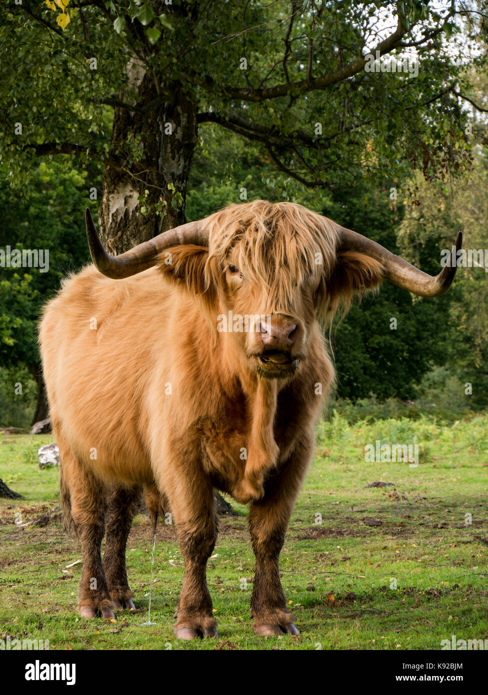 Highland cow at Hothfield Common nature reserve, kent Stock Photo - Alamy