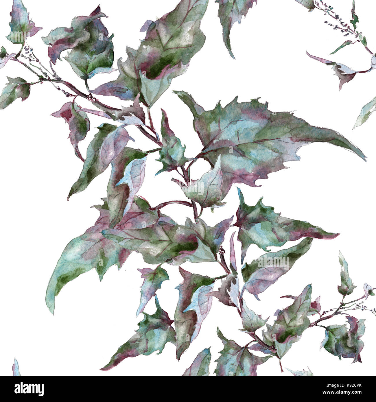 purple sagebrush tarragon branch with leaves Stock Photo - Alamy