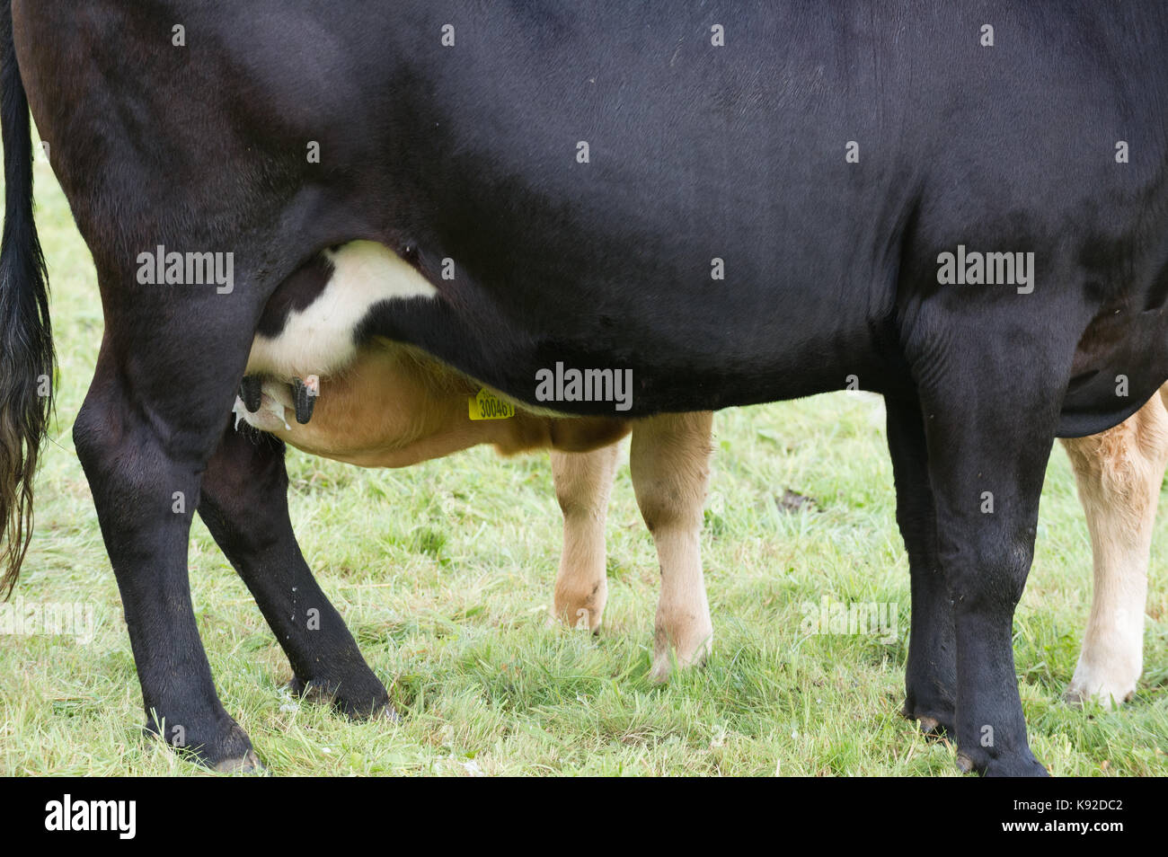 Animal drinking milk hi-res stock photography and images - Alamy