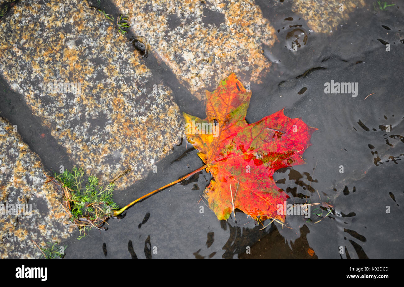 Autumn coloured leaf floating down a small stream Stock Photo - Alamy