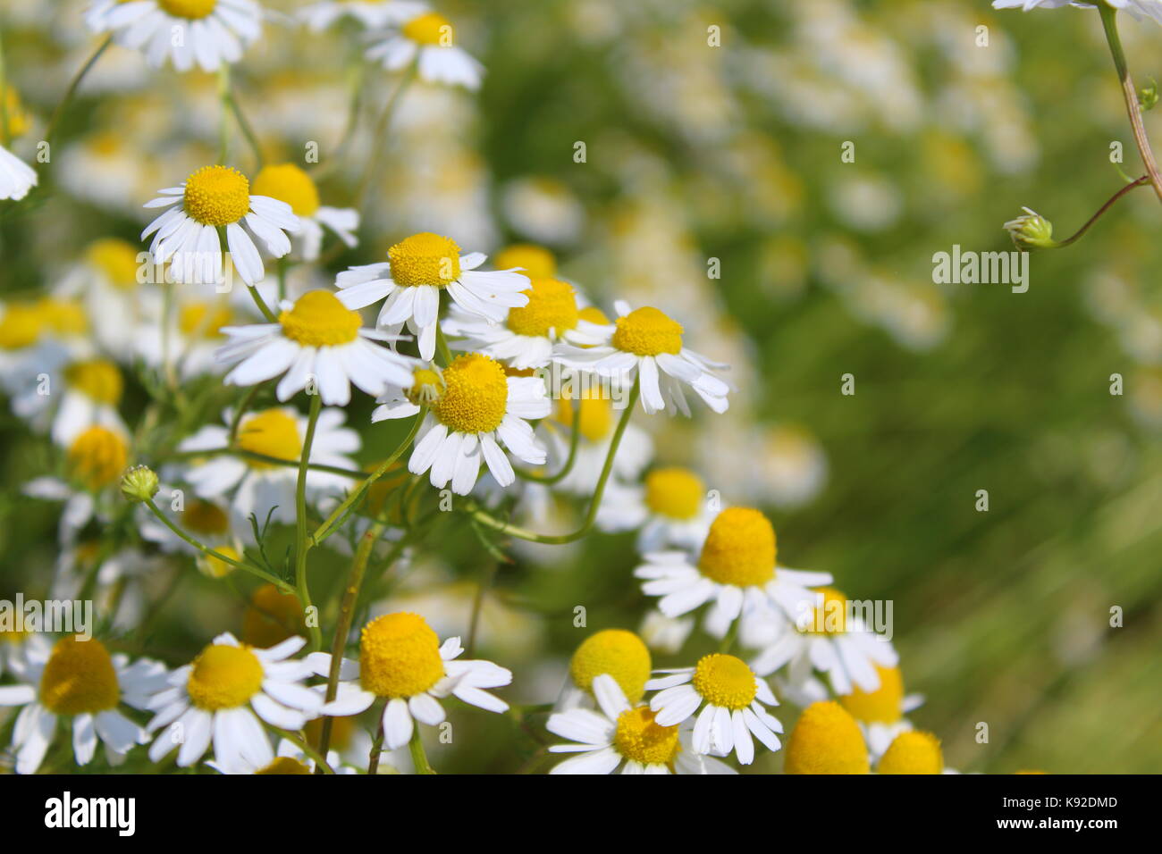 field with chamomile plants (Matricaria chamomilla) in flower Stock ...