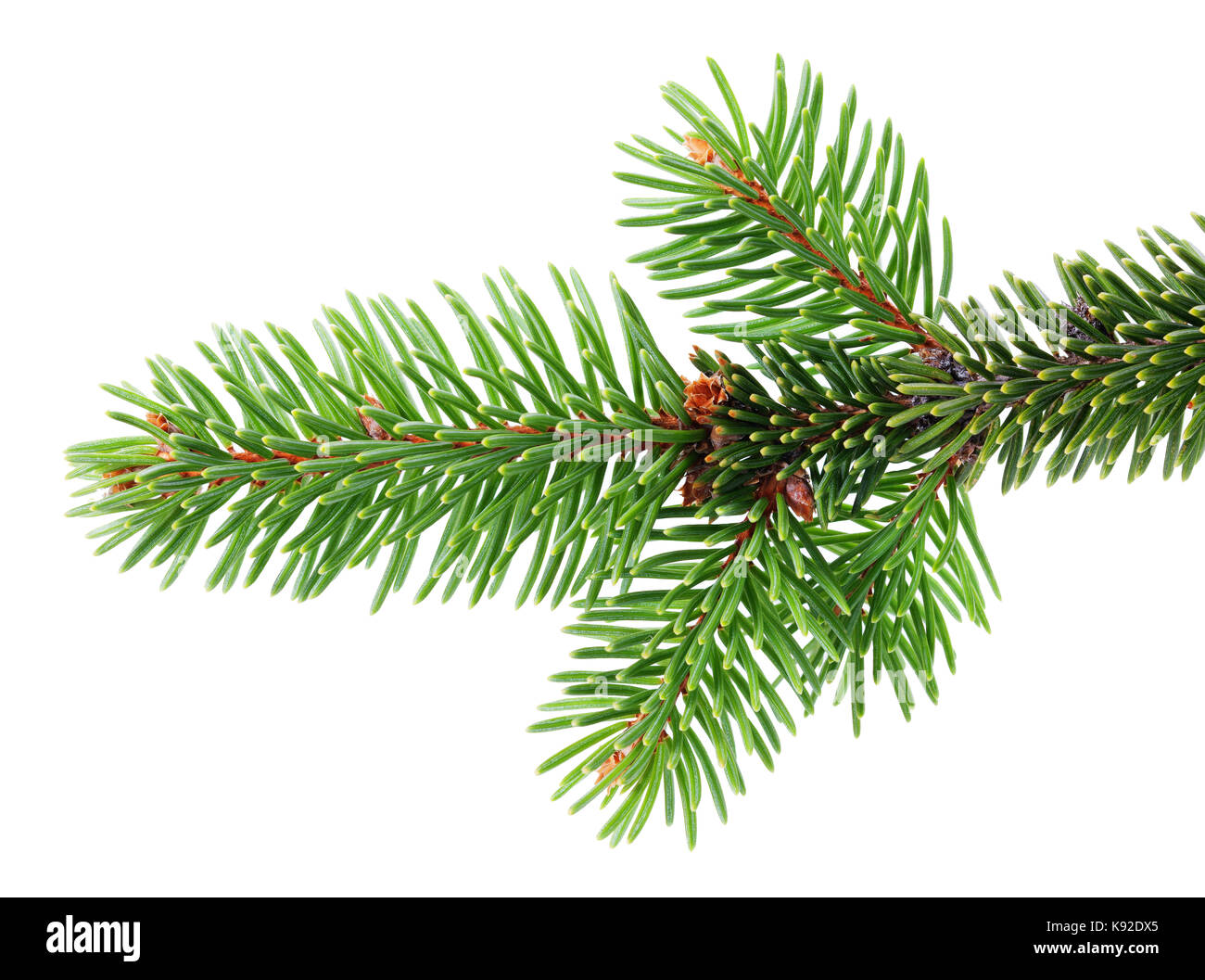 Fir or Spruce Branch Isolated on White Stock Photo - Alamy