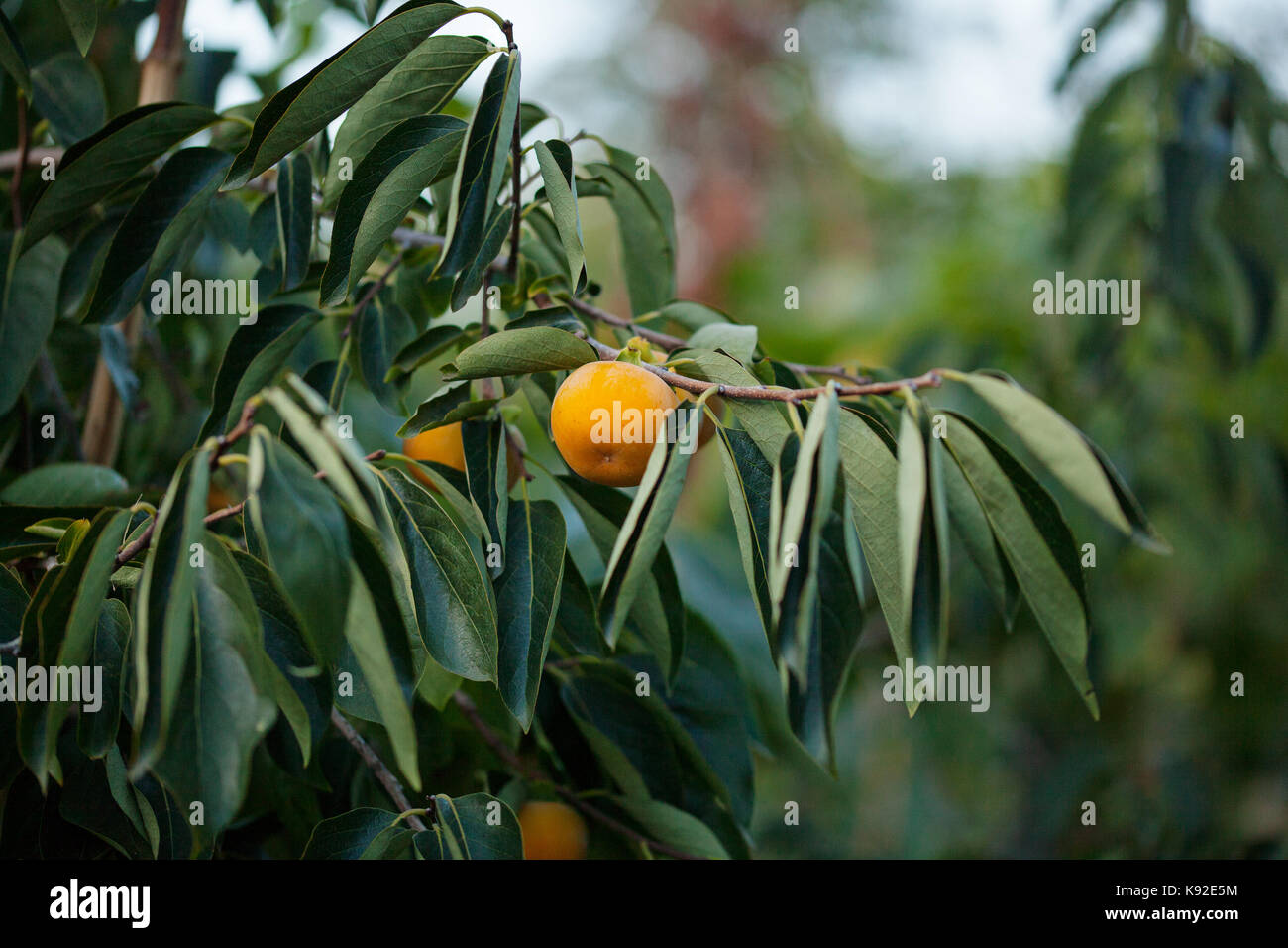 Persimmons on tree Stock Photo - Alamy