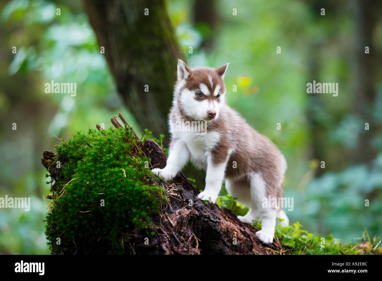 Portrait of the curious husky puppy in a wild forest Stock Photo - Alamy