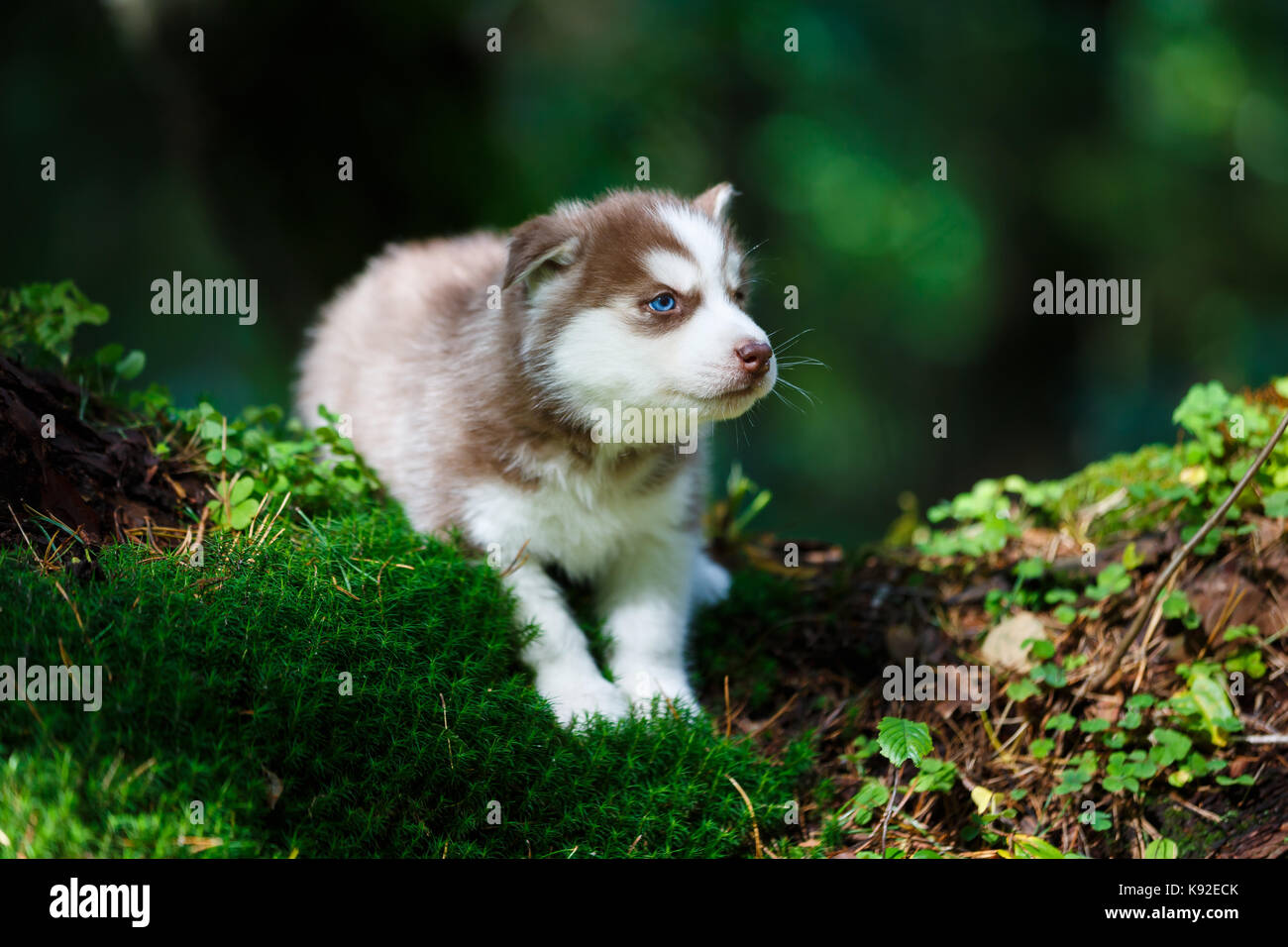 Portrait of the curious husky puppy in a wild forest Stock Photo - Alamy