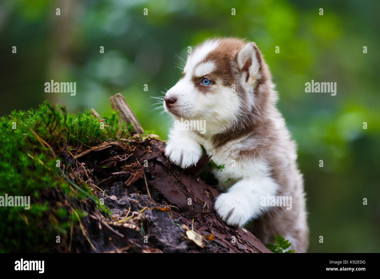 Portrait of the curious husky puppy in a wild forest Stock Photo - Alamy