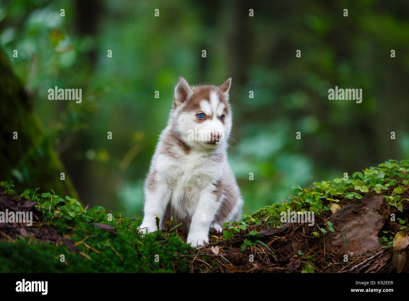 Portrait of the curious husky puppy in a wild forest Stock Photo - Alamy