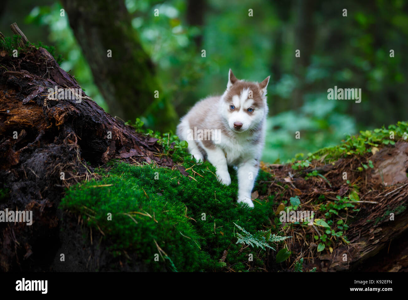Portrait of the curious husky puppy in a wild forest Stock Photo - Alamy