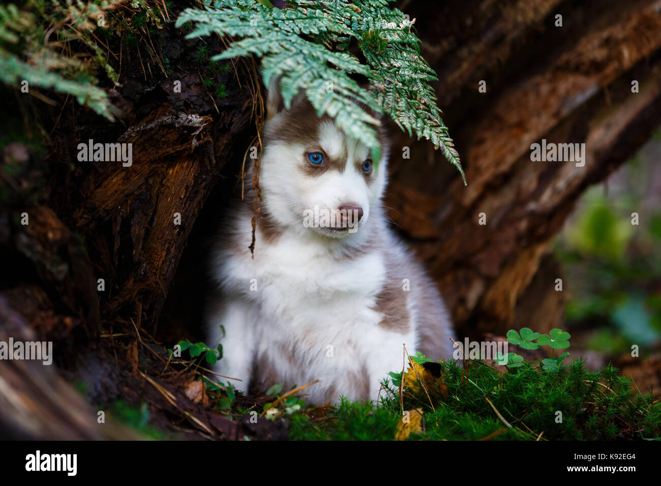 Portrait of the curious husky puppy in a wild forest Stock Photo - Alamy
