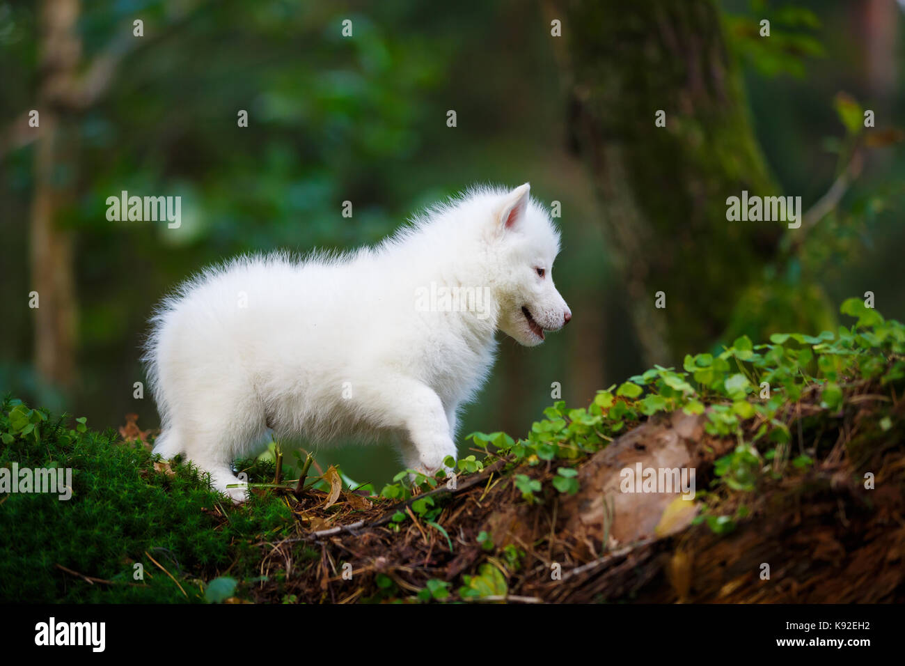 Portrait of the curious husky puppy in a wild forest Stock Photo - Alamy