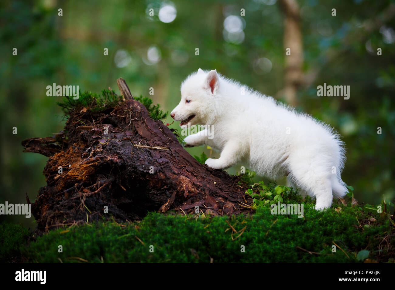 Portrait of the curious husky puppy in a wild forest Stock Photo - Alamy