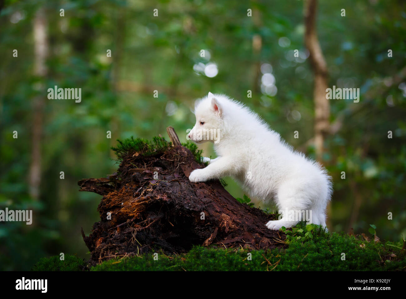 Portrait of the curious husky puppy in a wild forest Stock Photo - Alamy