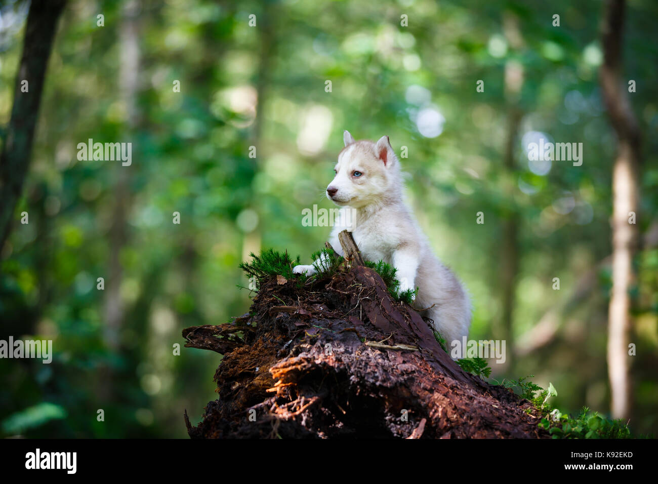 Portrait of the curious husky puppy in a wild forest Stock Photo - Alamy