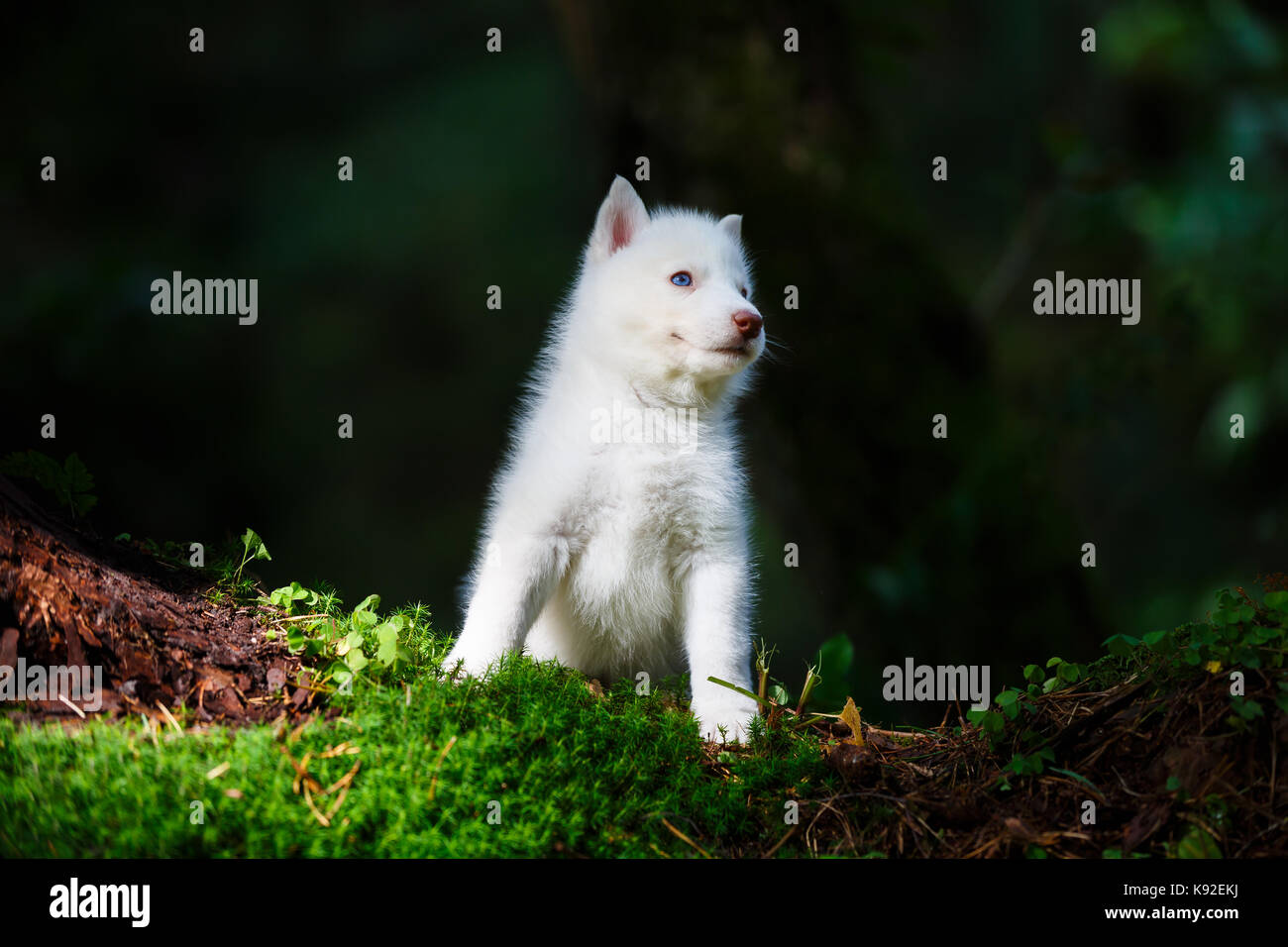 Portrait of the curious husky puppy in a wild forest Stock Photo - Alamy